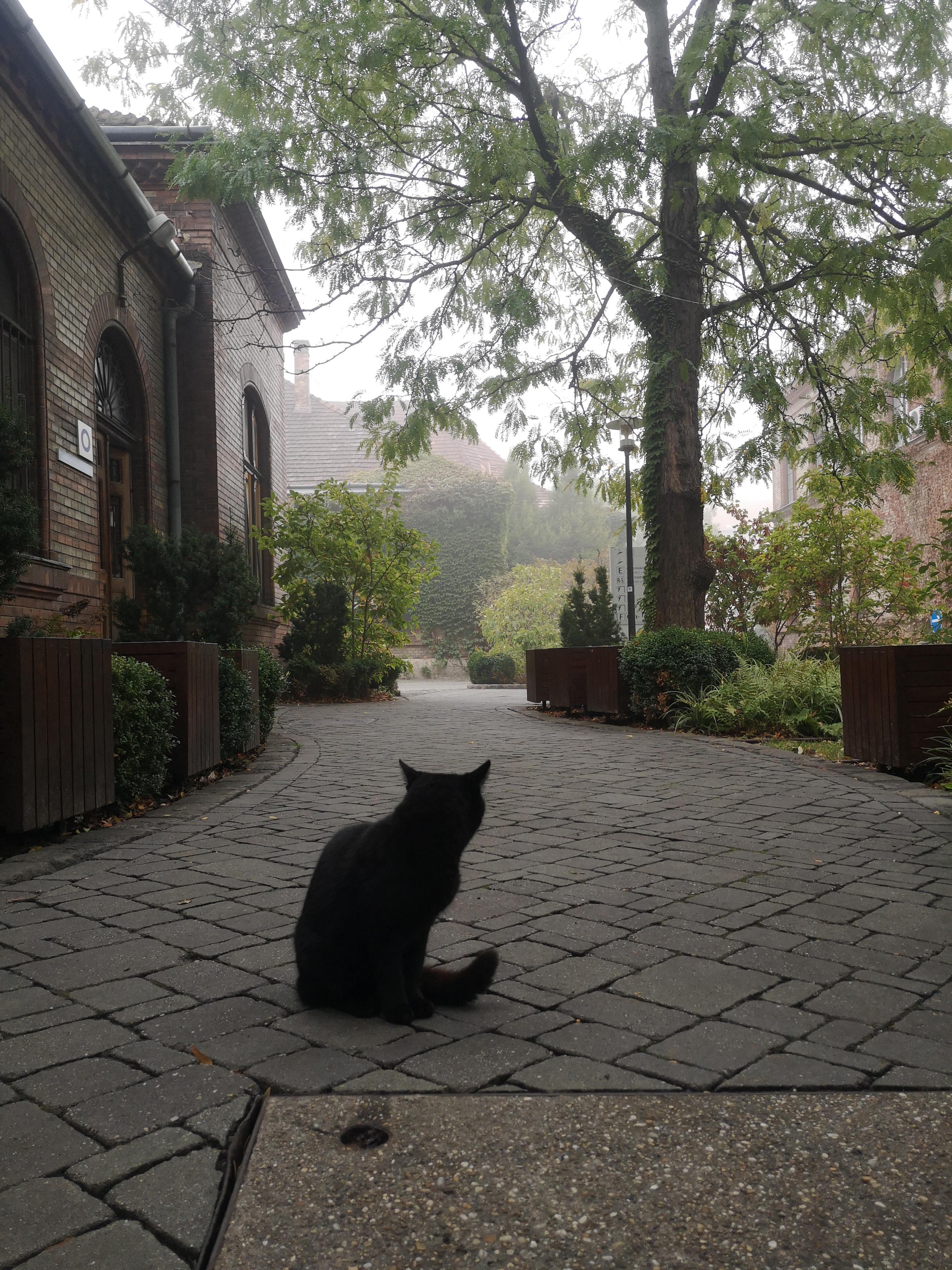 Marci the cat – University of Veterinary Medicine Budapest